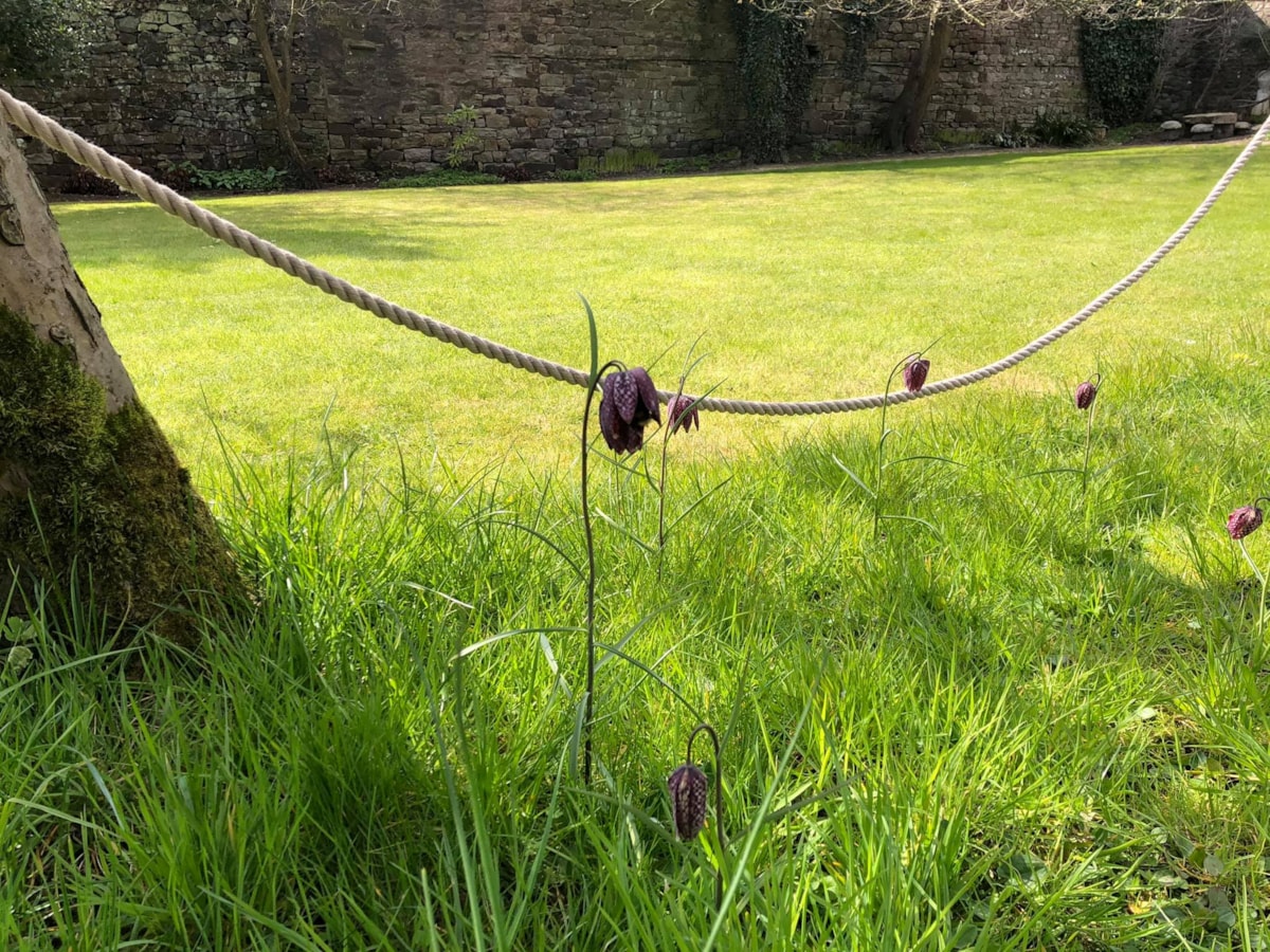 The Wildflower Meadow and Beeline Pollinators | Gallery | Reeth ...