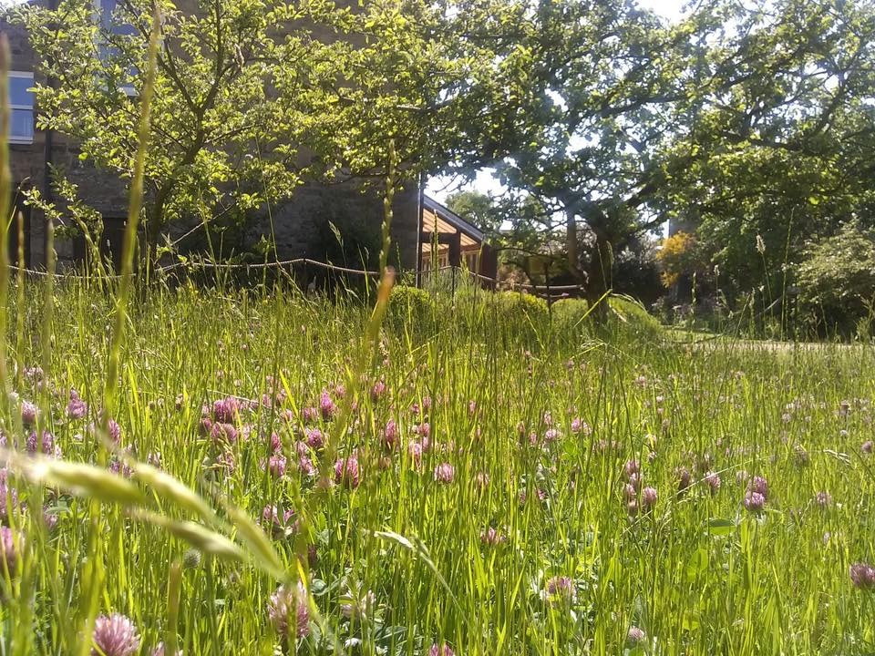 The Wildflower Meadow and Beeline Pollinators | Gallery | Reeth ...