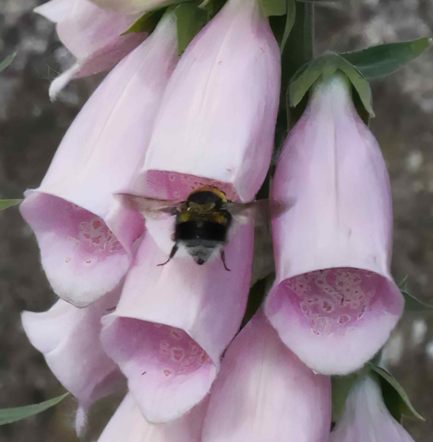 The Wildflower Meadow and Beeline Pollinators | Gallery | Reeth ...