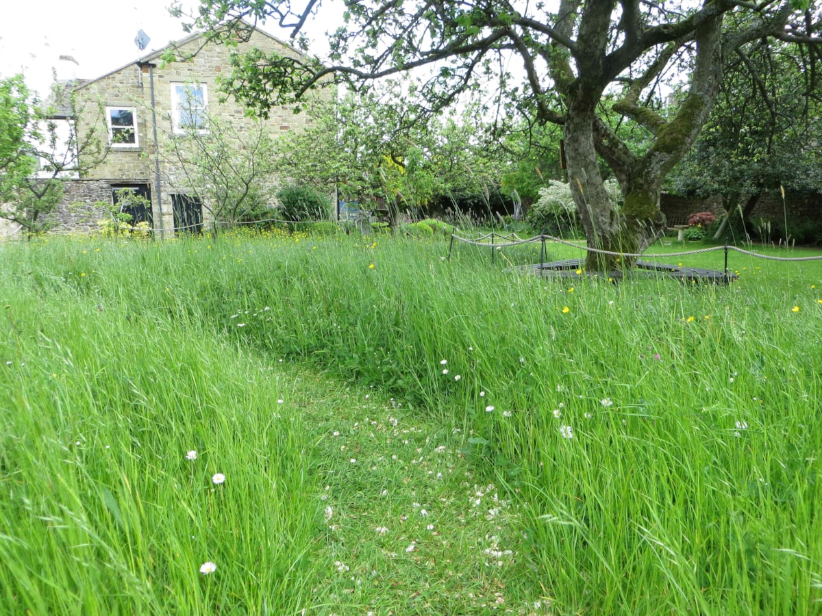 The Wildflower Meadow and Beeline Pollinators | Gallery | Reeth ...