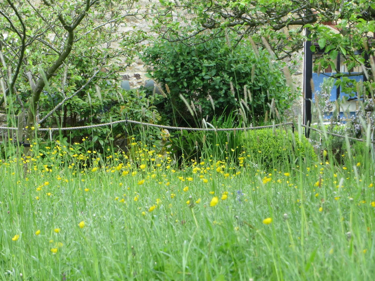 The Wildflower Meadow and Beeline Pollinators | Gallery | Reeth ...