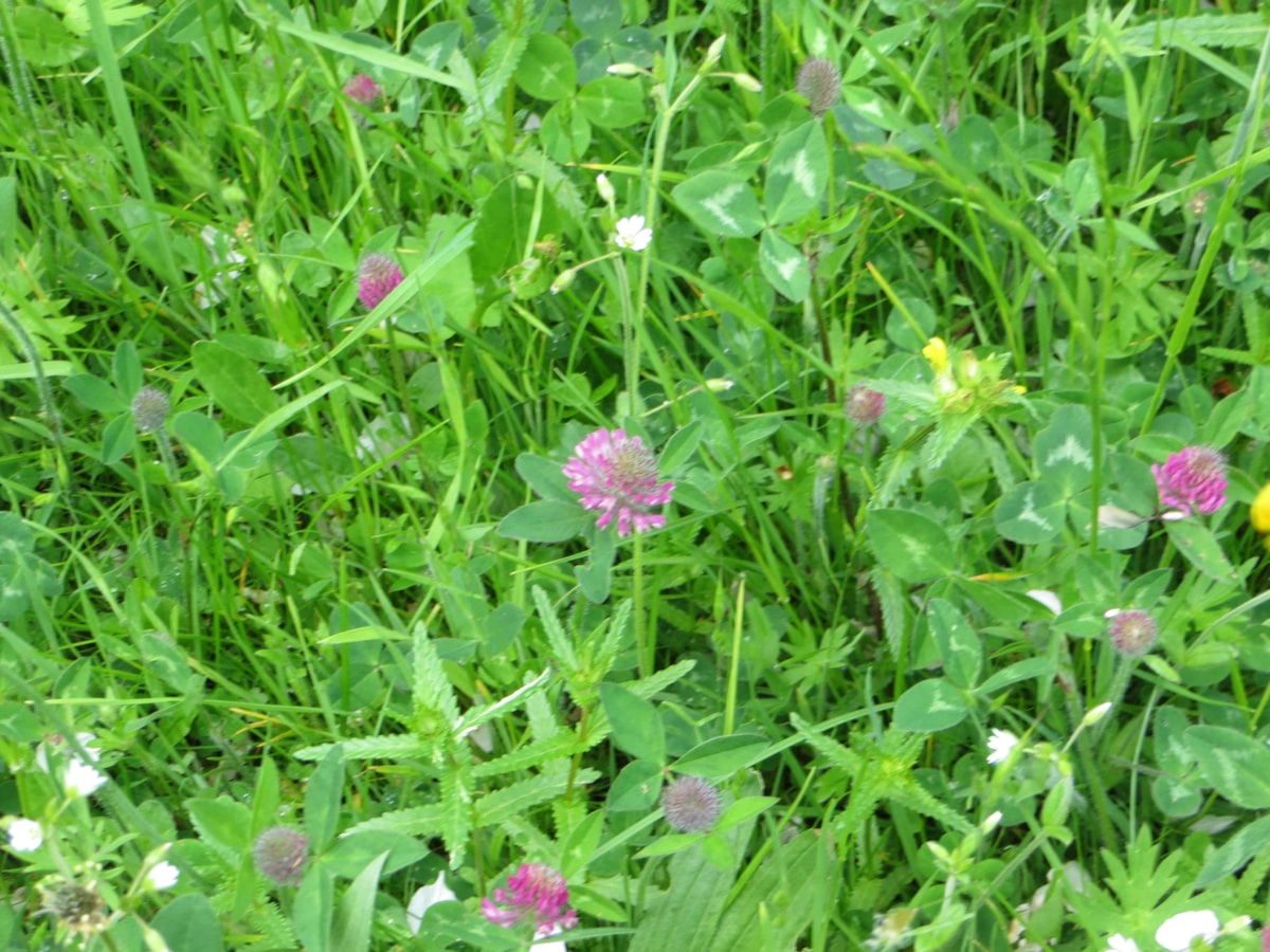 The Wildflower Meadow and Beeline Pollinators | Gallery | Reeth ...