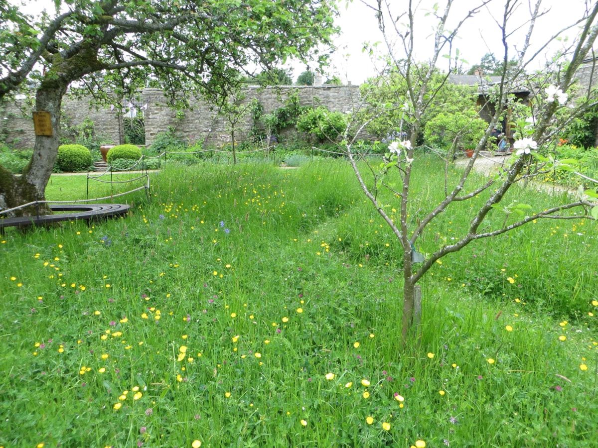 The Wildflower Meadow and Beeline Pollinators | Gallery | Reeth ...