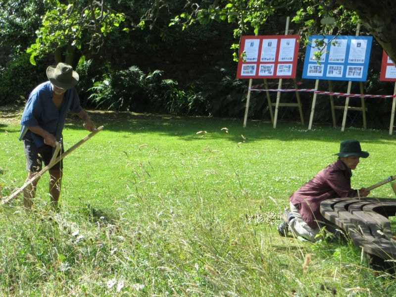 The Wildflower Meadow and Beeline Pollinators | Gallery | Reeth ...